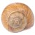 Snail Anatomy Explained: All About Gastropod Physiology
