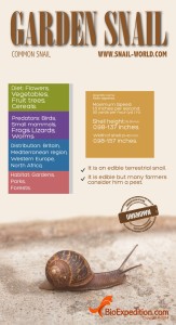 Garden Snail Infographic