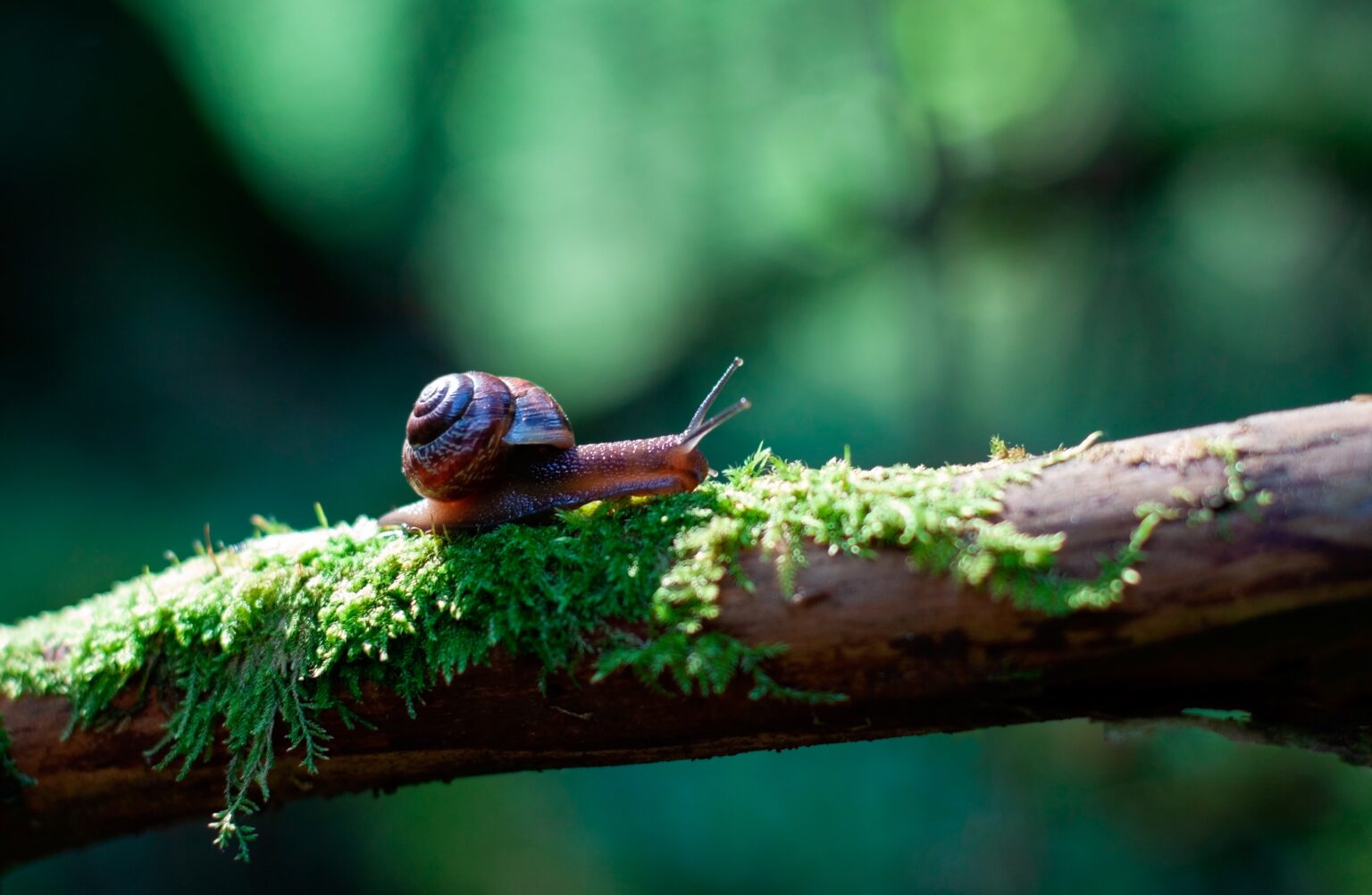 How To Take Care of a Snail and Why They Make Great Pets - Snail Facts ...
