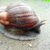 Snail Anatomy Explained: All About Gastropod Physiology
