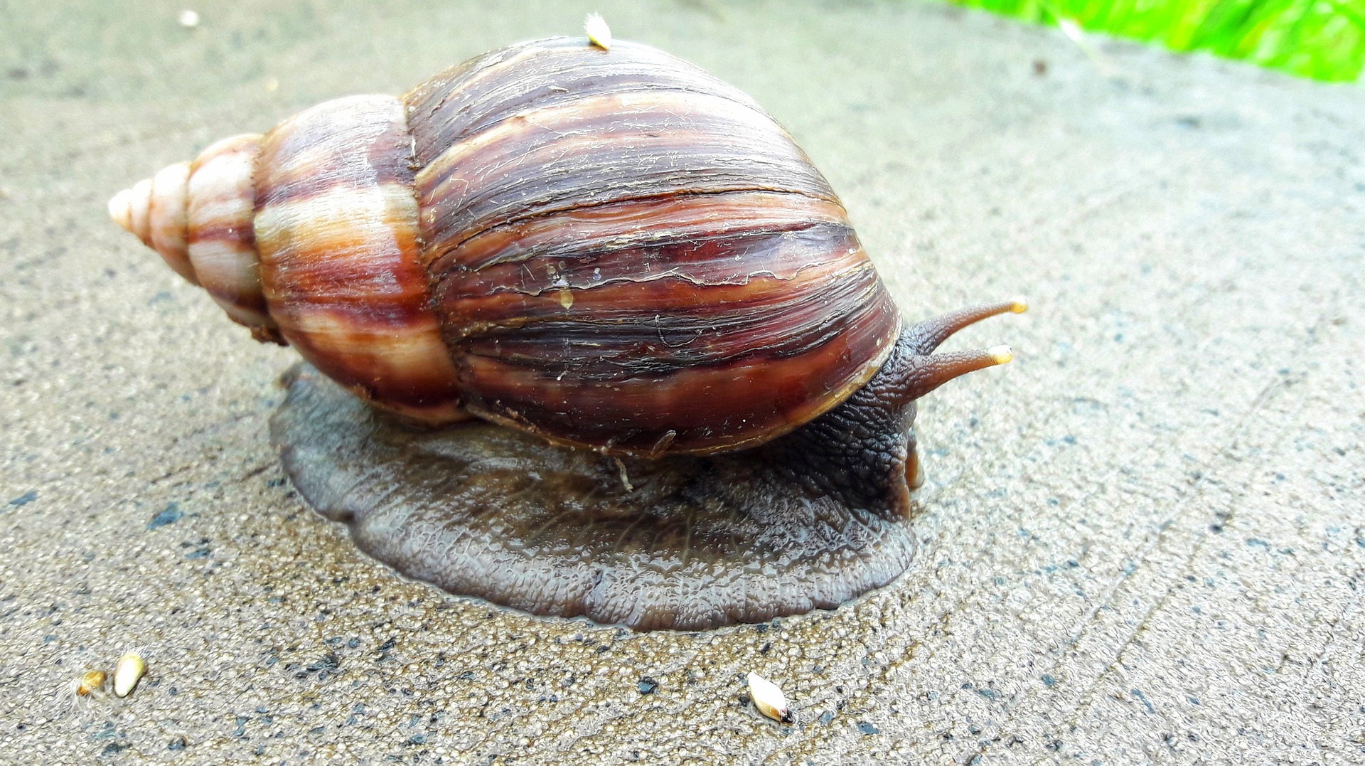 Meet the Giant African Snail! - Snail Facts and Information