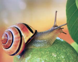 Snail Anatomy Explained: All About Gastropod Physiology