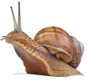 Snail Facts and Information