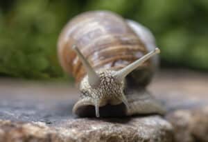Snail Anatomy Explained: All About Gastropod Physiology