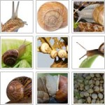 Snail Facts and Information