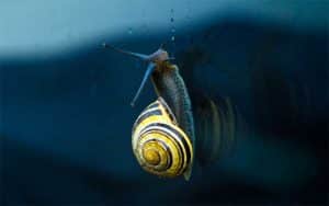 Snail Anatomy Explained: All About Gastropod Physiology